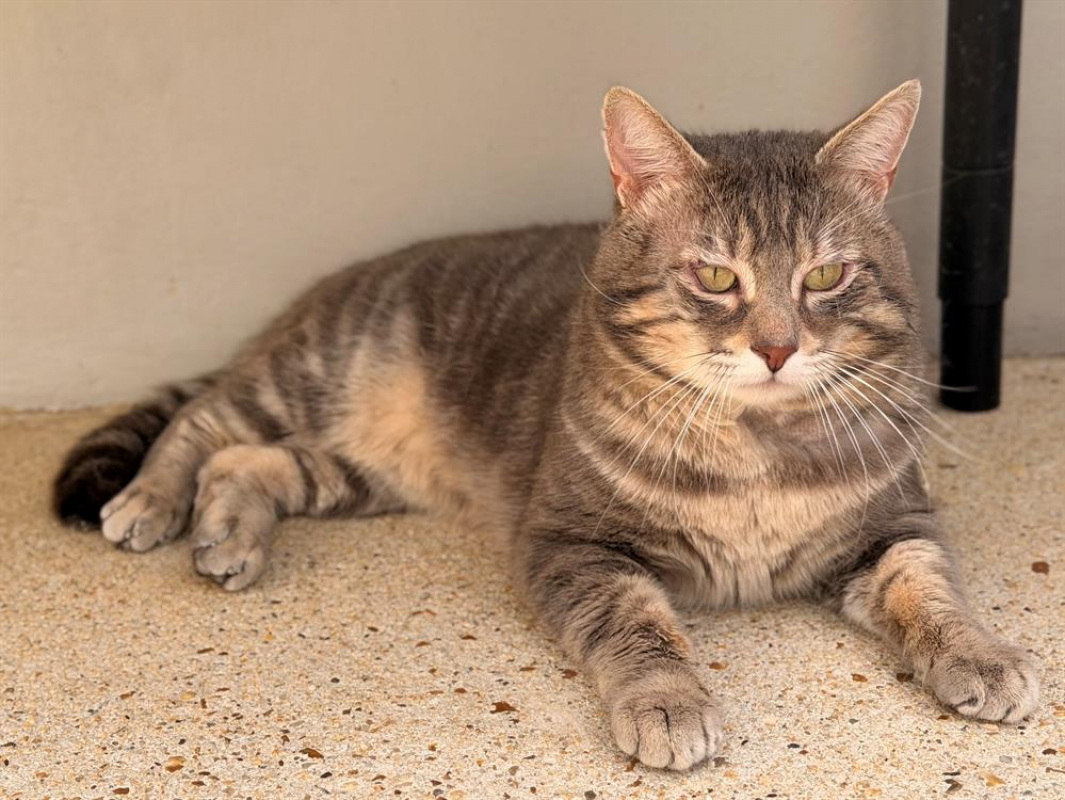 Luffy - Européen à adopter à Yvré-l'Évêque (72) - Animaux.fr