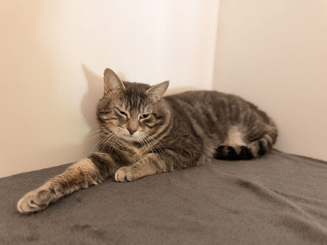 Luffy - Européen à adopter à Yvré-l'Évêque (72) - Animaux.fr