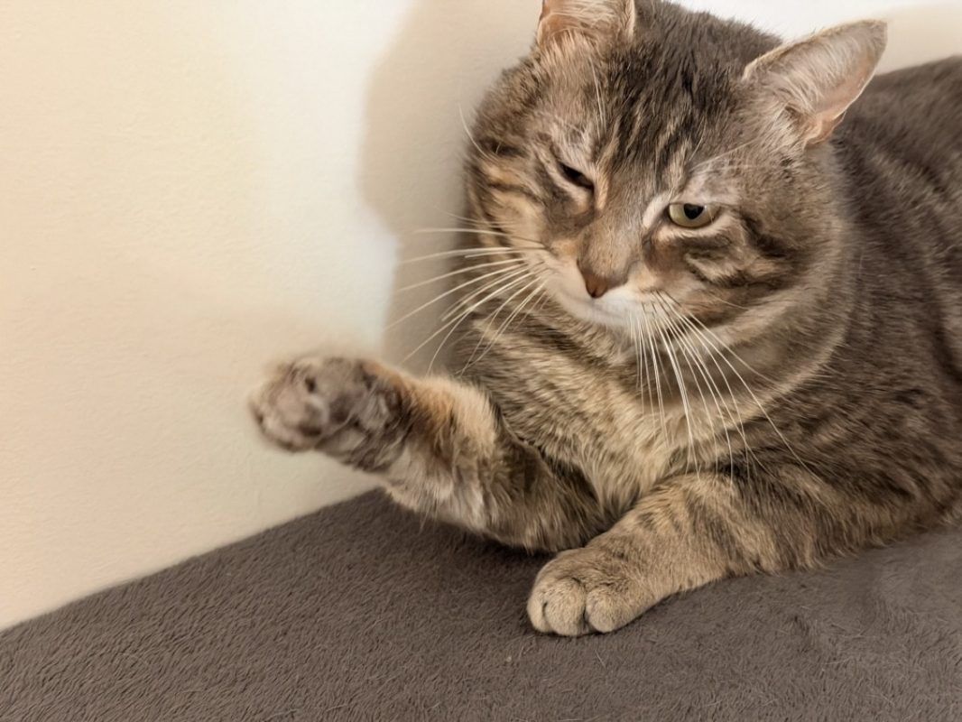Luffy - Européen à adopter à Yvré-l'Évêque (72) - Animaux.fr