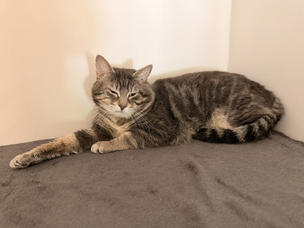 Luffy - Européen à adopter à Yvré-l'Évêque (72) - Animaux.fr