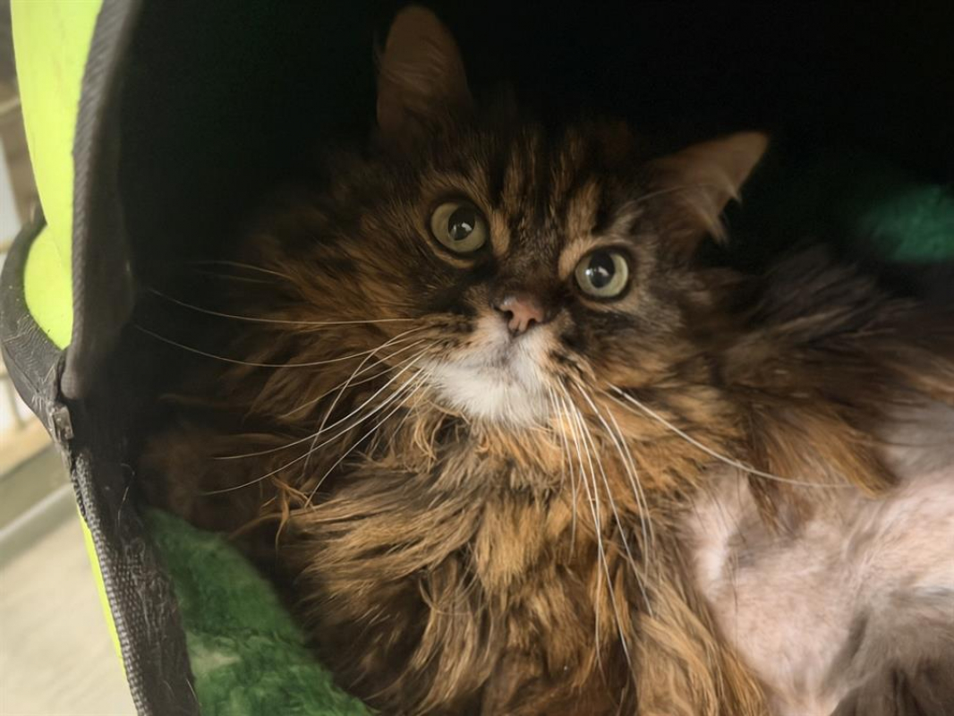 Splash - Européen à adopter à Yvré-l'Évêque (72) - Animaux.fr