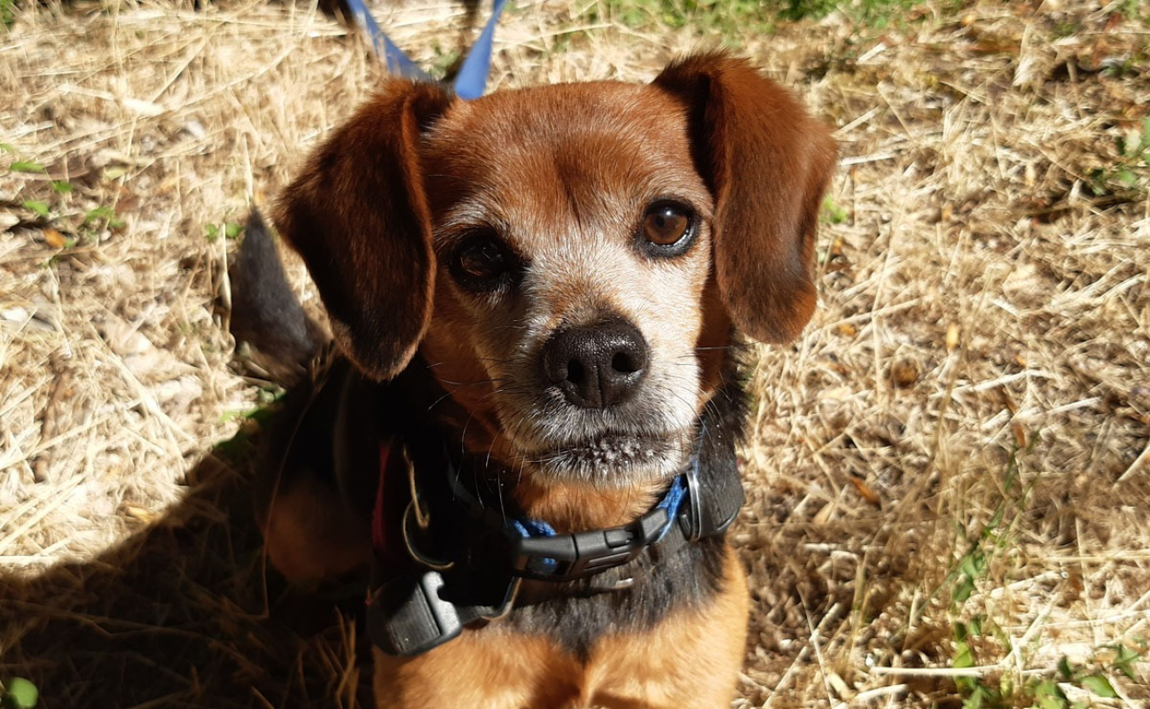 Junior - Beagle à adopter à Millau (12) - Animaux.fr