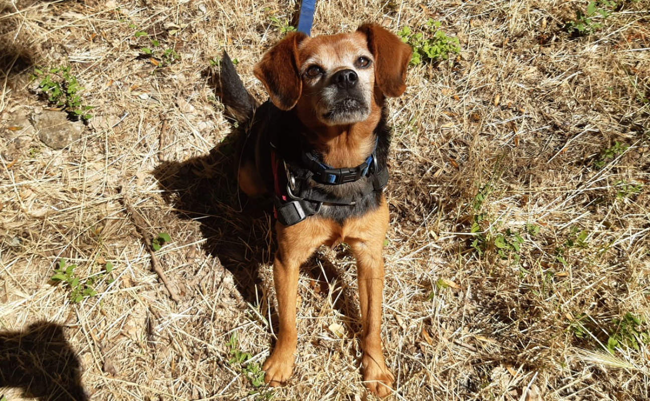 Junior - Beagle à adopter à Millau (12) - Animaux.fr