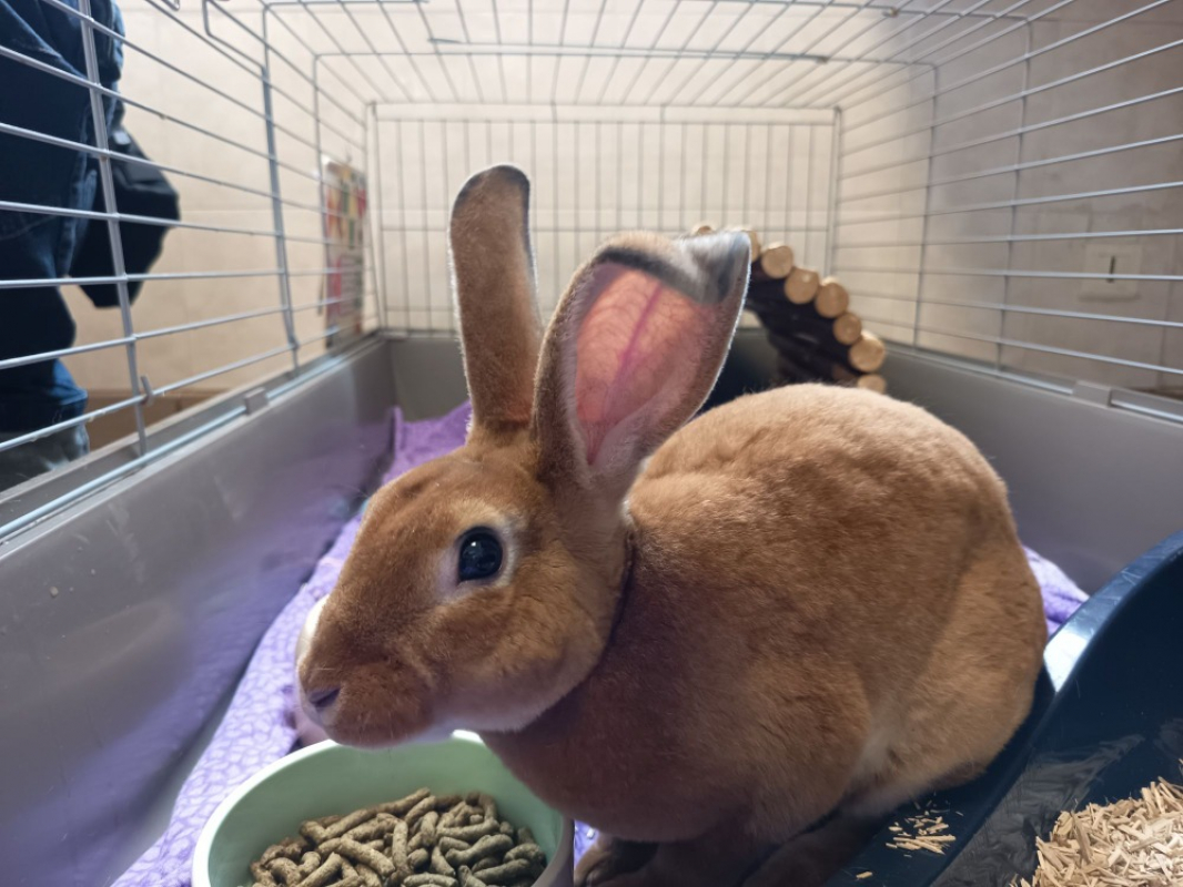 Historia - Lapin à adopter à Vaux-le-Pénil (77) - Animaux.fr