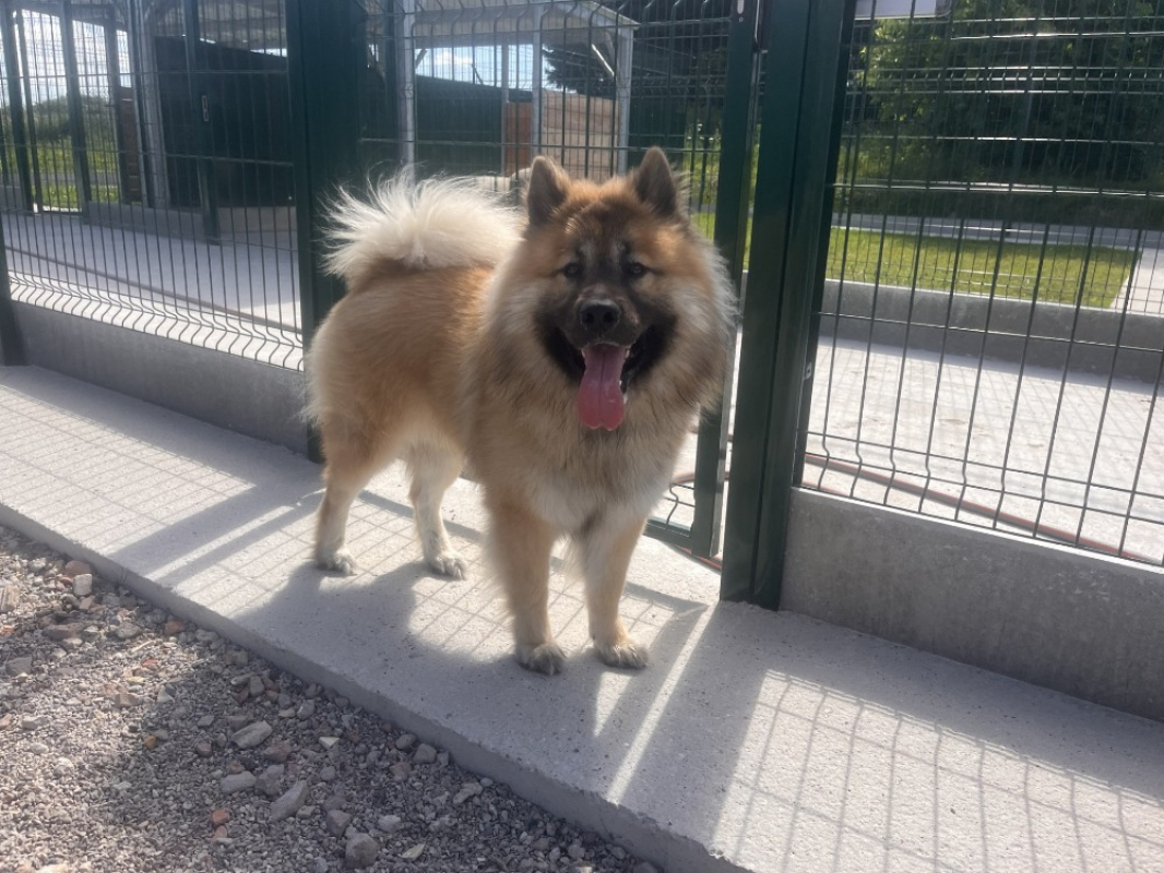 Volt - Eurasier à adopter à Eecke (59) - Animaux.fr