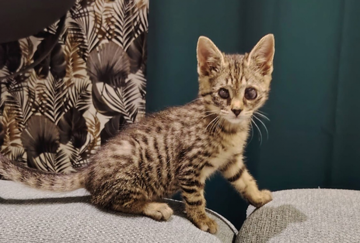 Nyra - Européen à adopter à La Roche-sur-Yon (85) - Animaux.fr