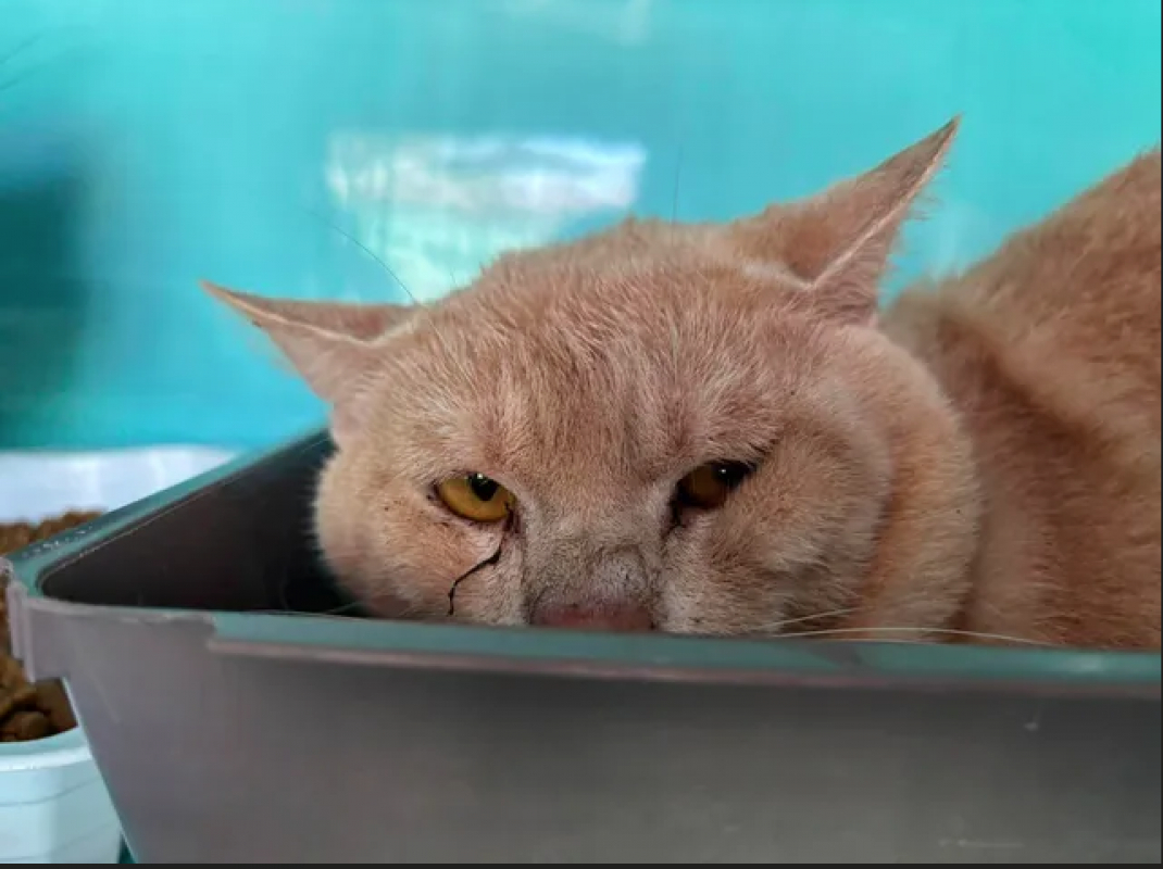 Yoshi - Européen à adopter à Étalondes (76) - Animaux.fr
