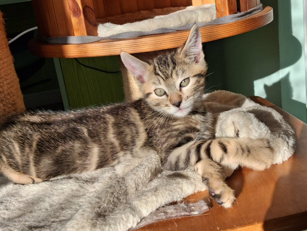Batik - Européen à adopter à Beaurepaire-en-Bresse (71) - Animaux.fr