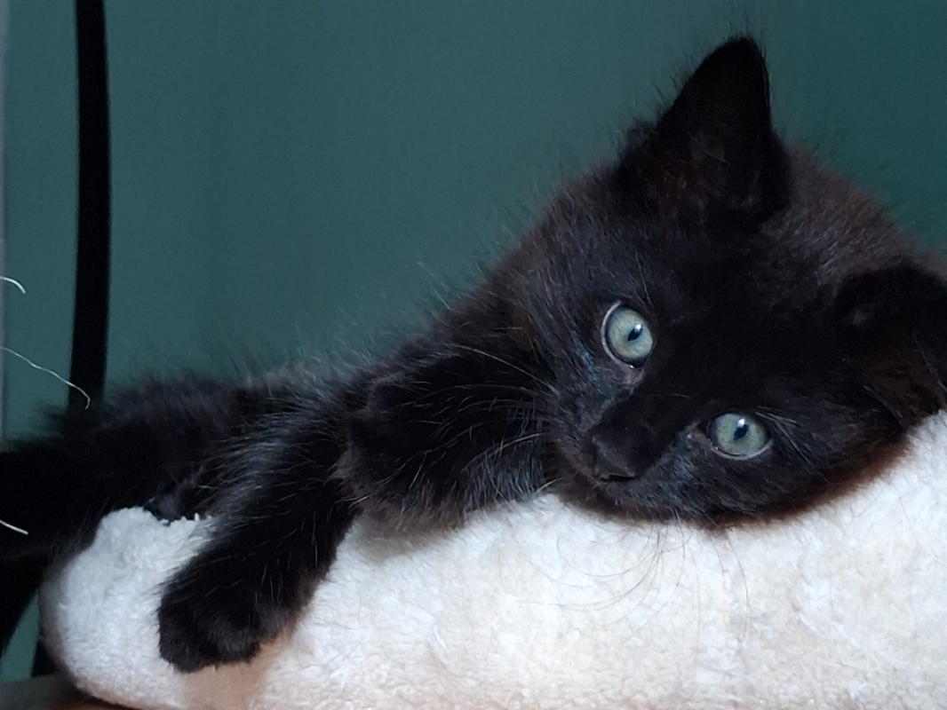 Bento - Européen à adopter à Beaurepaire-en-Bresse (71) - Animaux.fr
