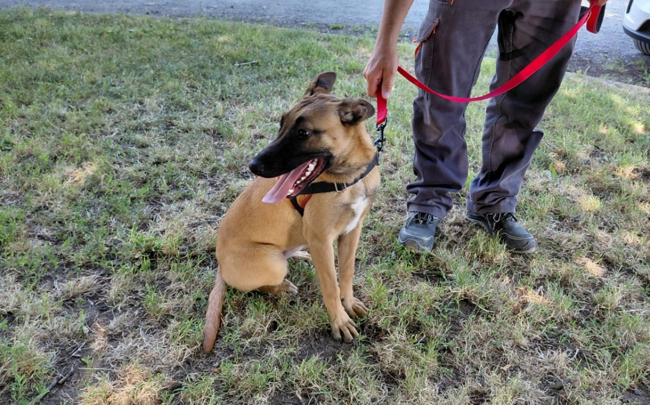 Madeleine - Chien à adopter à Yvré-l'Évêque (72) - Animaux.fr