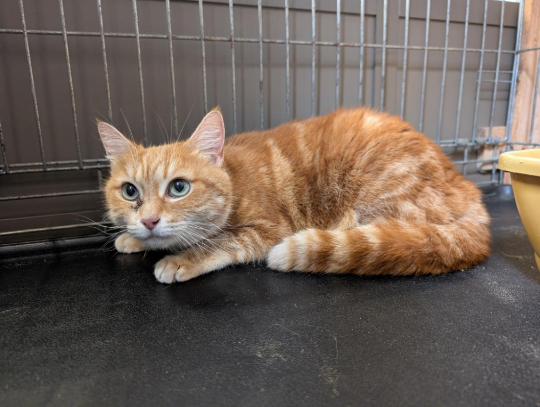 Margot - Européen à adopter à Niort (79) - Animaux.fr