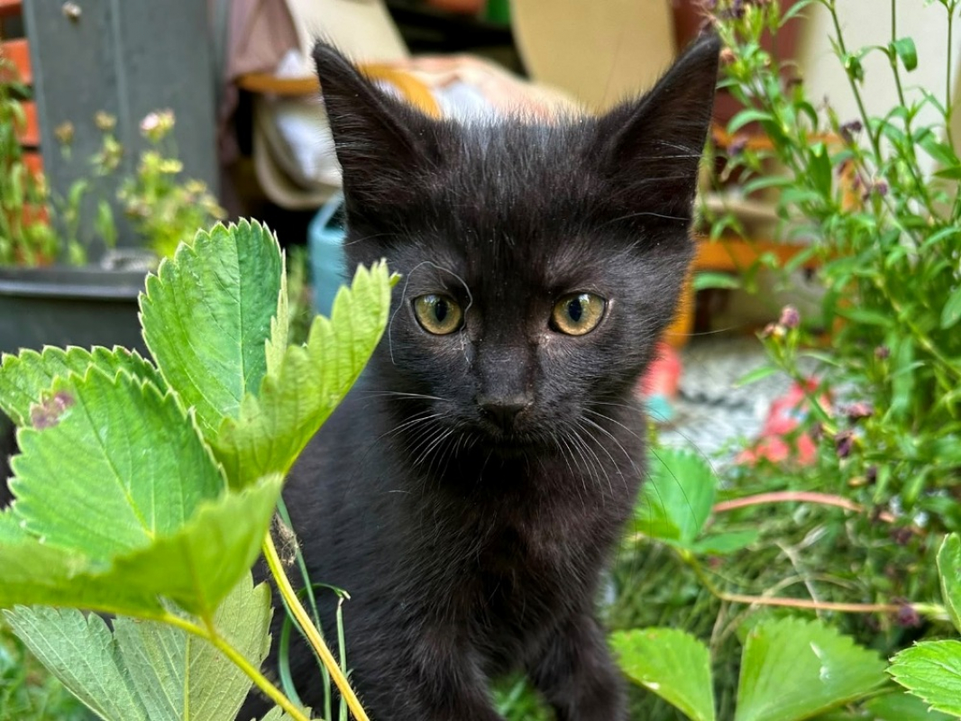 Pig - Européen à adopter à Cluses (74) - Animaux.fr