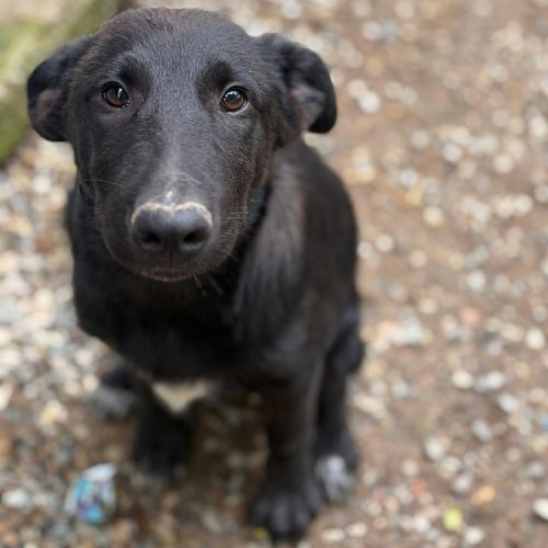 KIO - Chien à adopter - Roumanie - Animaux.fr