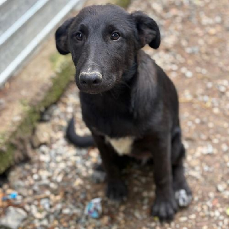 KIO - Chien à adopter - Roumanie - Animaux.fr
