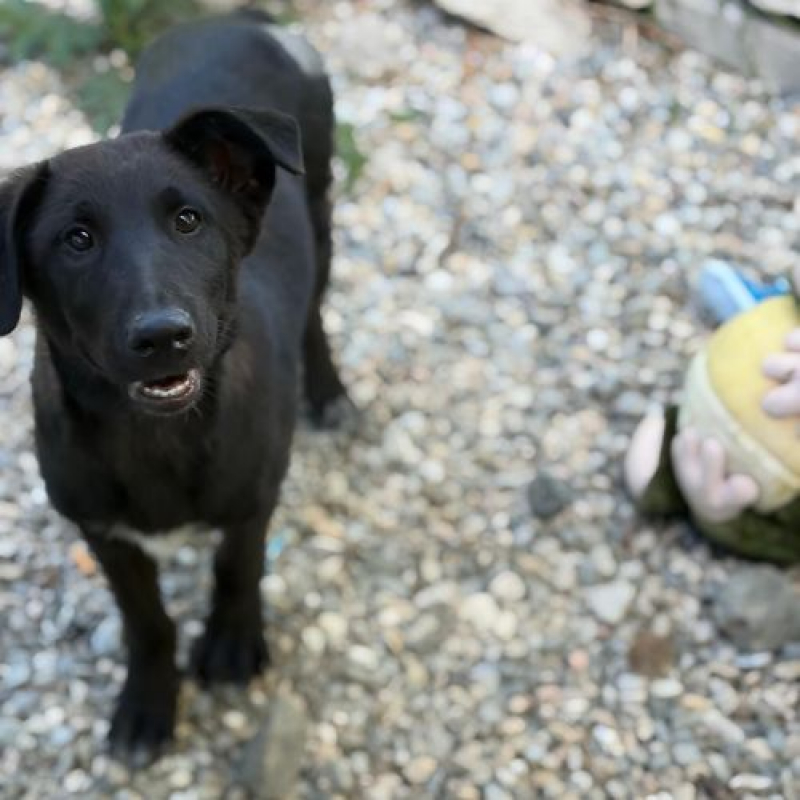 KIO - Chien à adopter - Roumanie - Animaux.fr