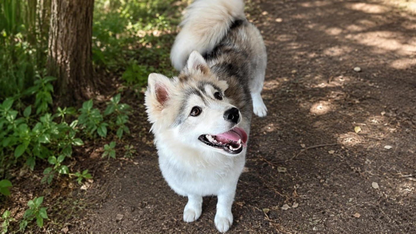 Haru - Husky Sibérien à adopter à Cholet (49) - Animaux.fr