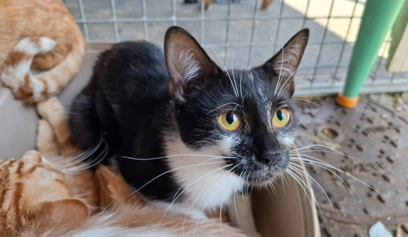Moka - Européen à adopter à Tilloy-lès-Mofflaines (62) - Animaux.fr