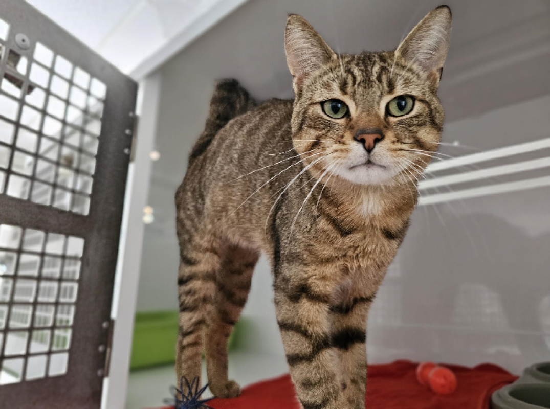 Jet - Européen à adopter à Arry (57) - Animaux.fr
