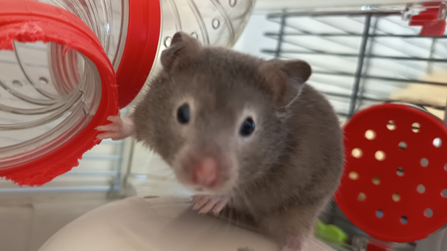 Pastis - Hamster à adopter à Vaux-le-pénil (77) - Animaux.fr
