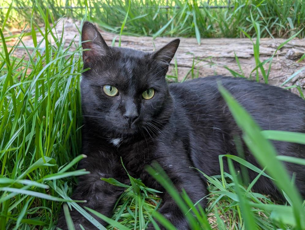 Dyson - Européen à adopter à Orgeval (78) - Animaux.fr