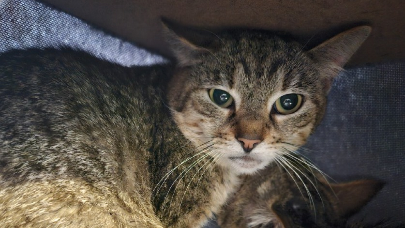 Xeno - Européen à adopter à Thionville (57) - Animaux.fr