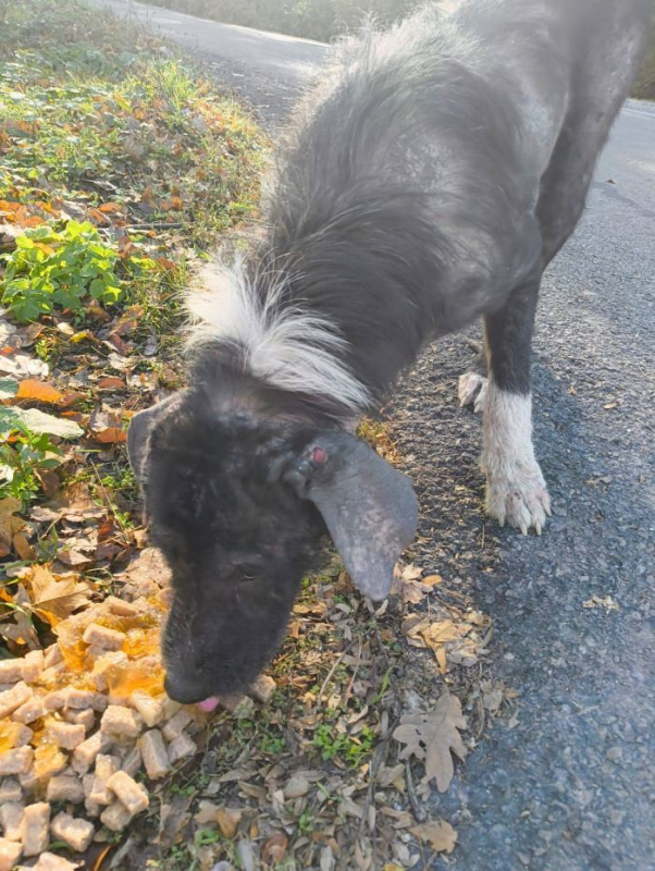 Volga - Chien à adopter - Animaux.fr