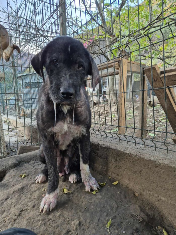 Volga - Chien à adopter - Animaux.fr