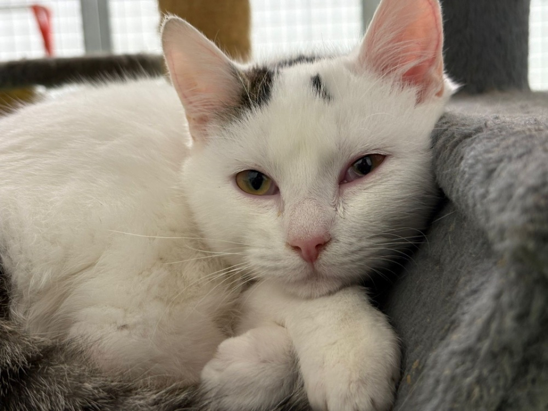 Eugenie - Européen à adopter à Cholet (49) - Animaux.fr