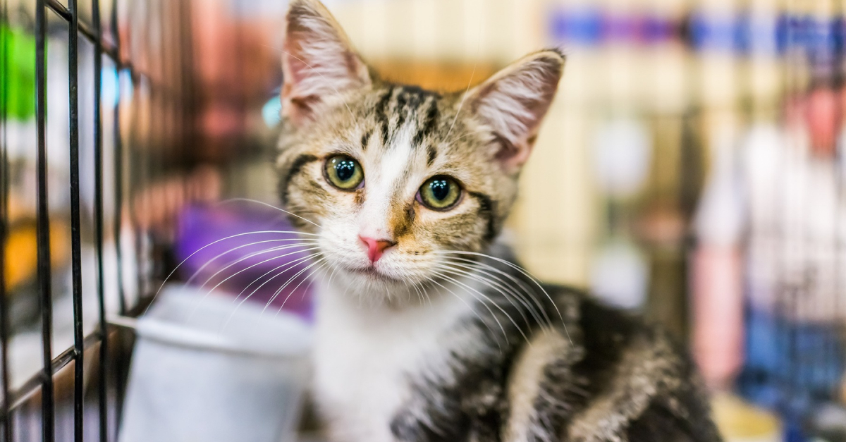 Pourquoi privilégier l’adoption d’un animal de compagnie