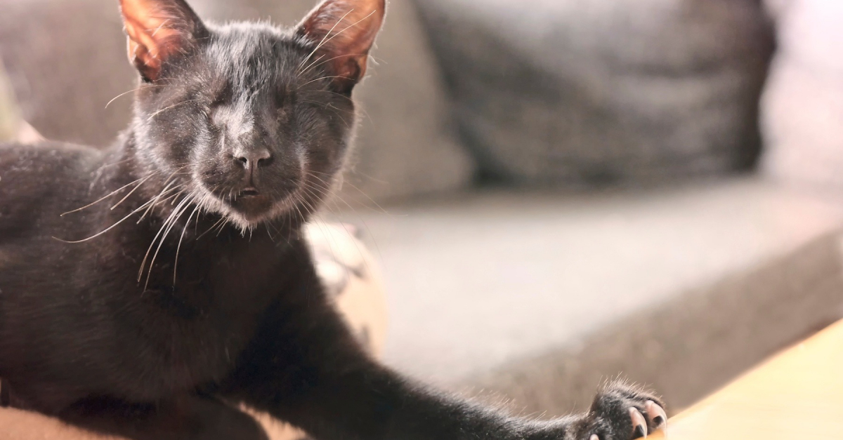 Adopter un chat ou un chien handicapé : nos conseils pour l’accueillir ...