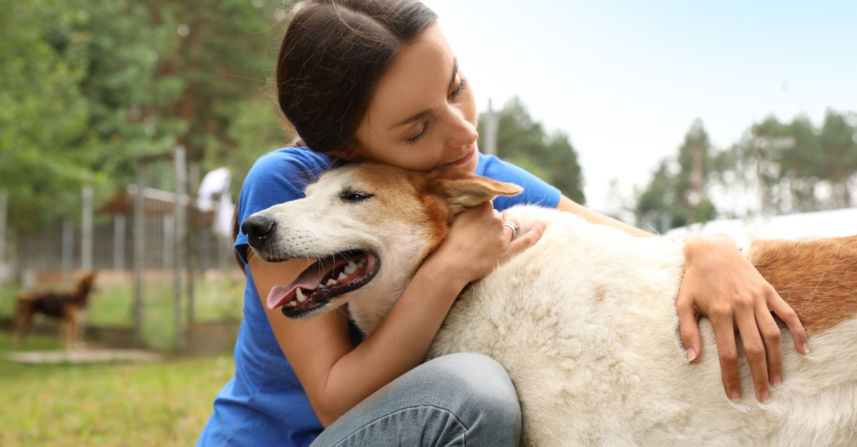 Adoption d’un animal de compagnie : quelles sont les démarches à suivre ...