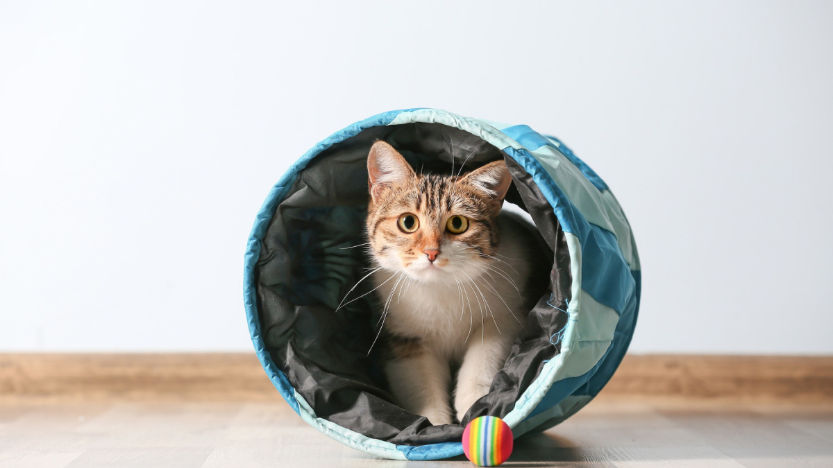 Comment occuper un chien ou un chat pour éviter l’ennui