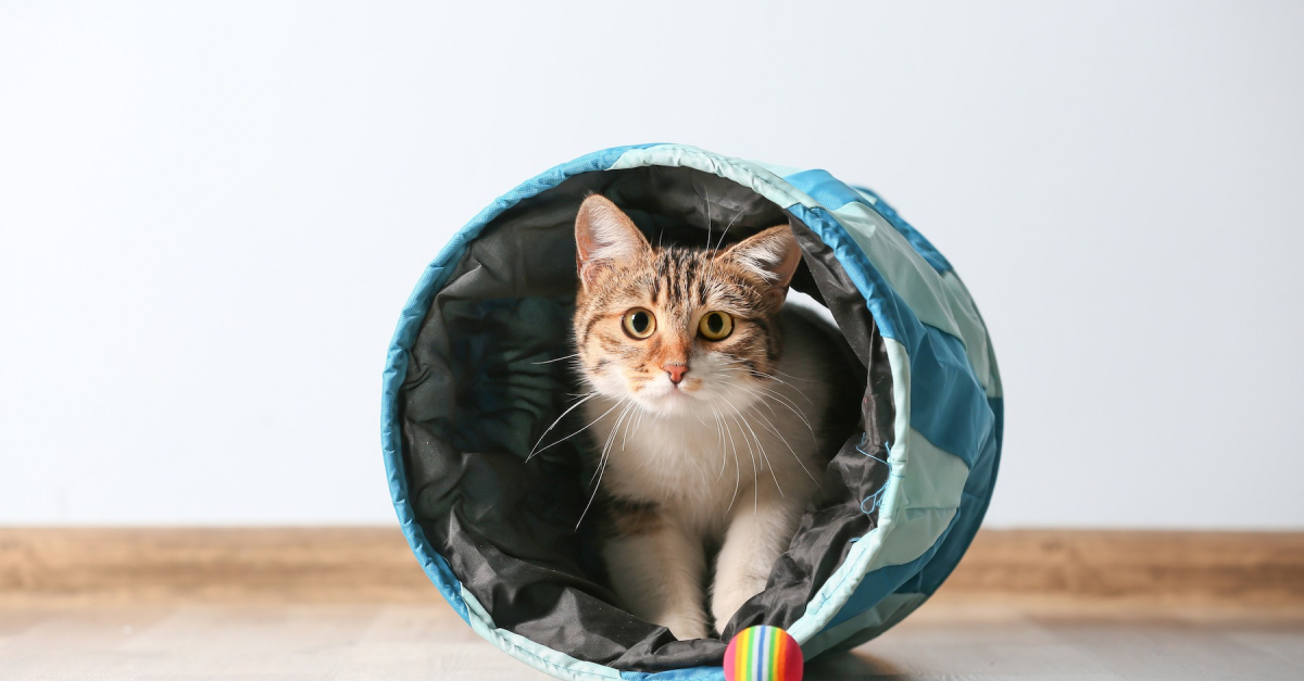 Comment occuper un chien ou un chat pour éviter l’ennui