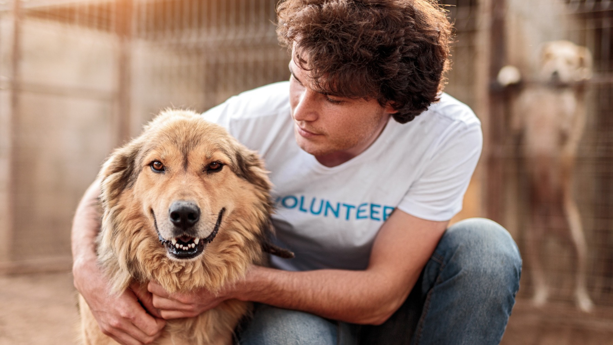 S'engager pour la cause animale : comment venir en aide aux ...