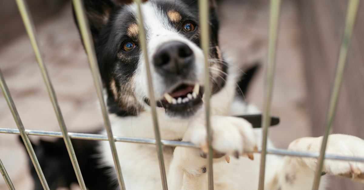 Fourrière pour animaux : utilité et fonctionnement