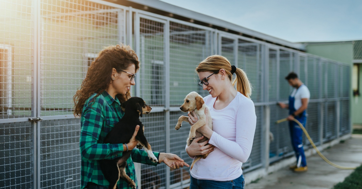 Faire du bénévolat dans un refuge pour animaux : quelles sont les ...