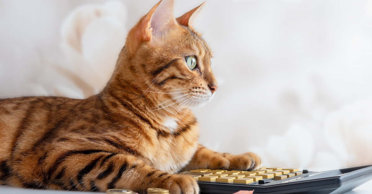 Vendre un chat ou un chien en tant que particulier : que dit la loi