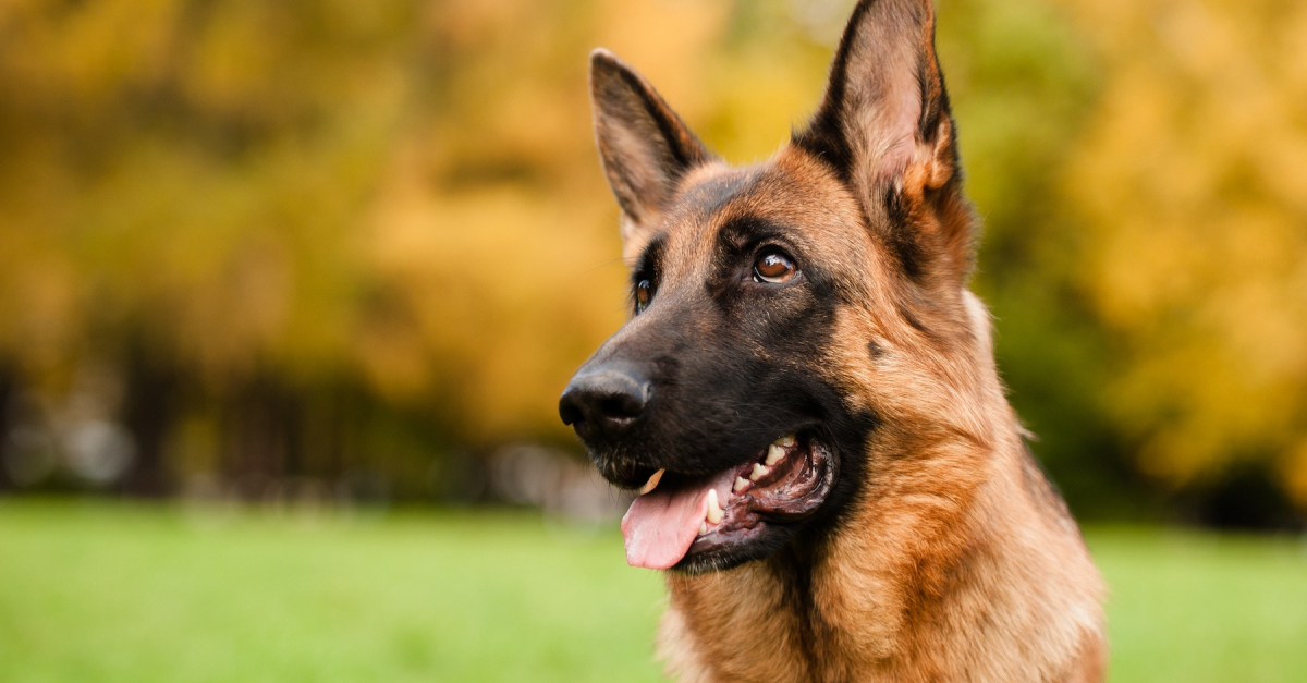 Pedigree : comment inscrire son chien au LOF ou son chat au LOOF