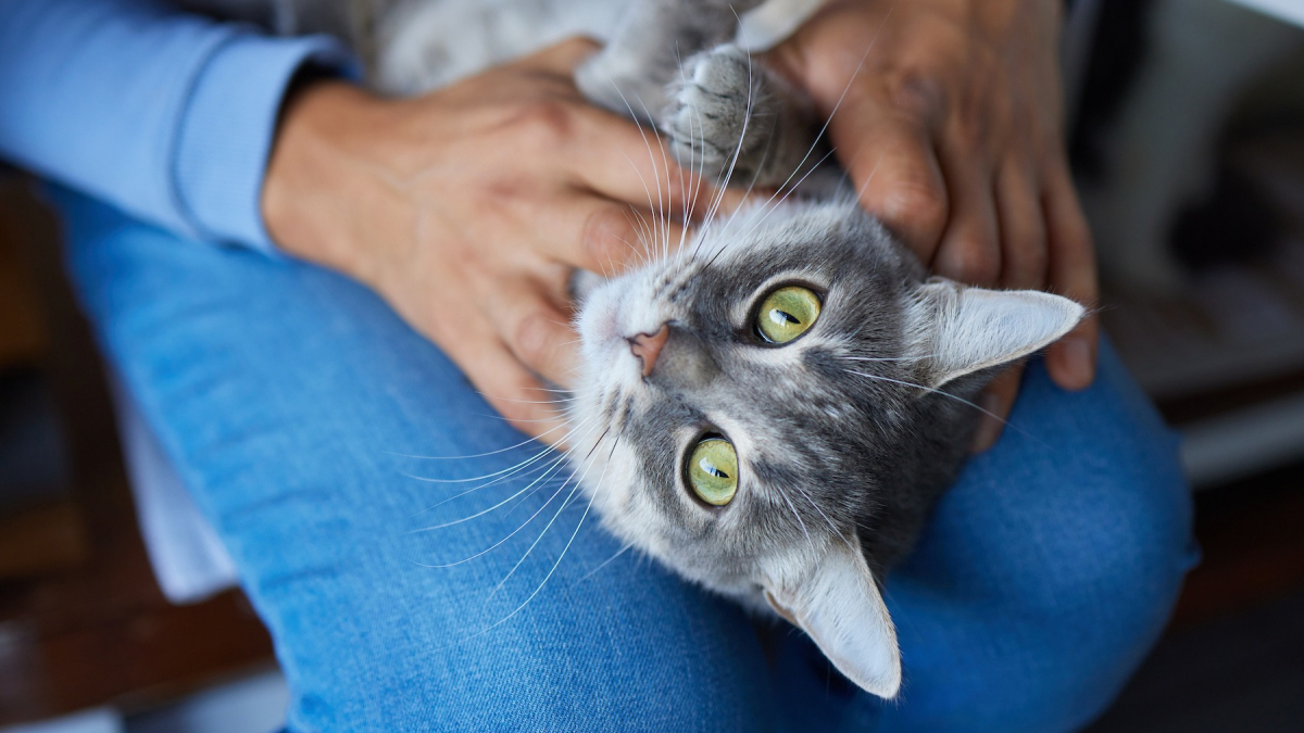 Adoption d'un chat ou d'un chien : choisir un mâle ou une femelle
