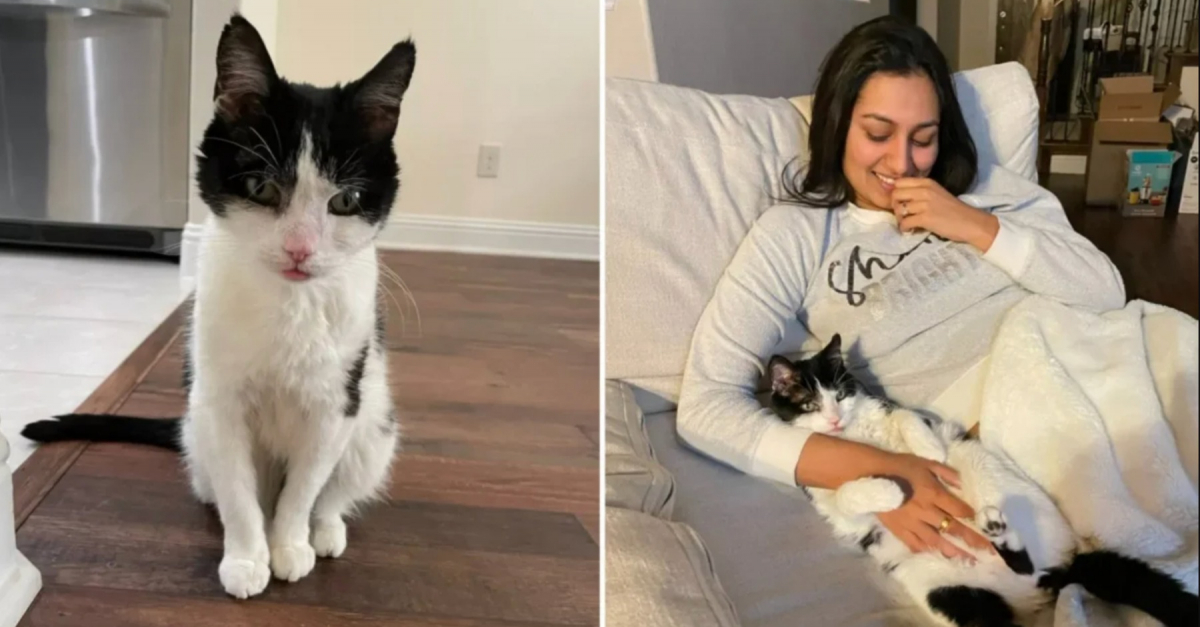 Invisible aux yeux des adoptants potentiels, un chat non épargné par ...