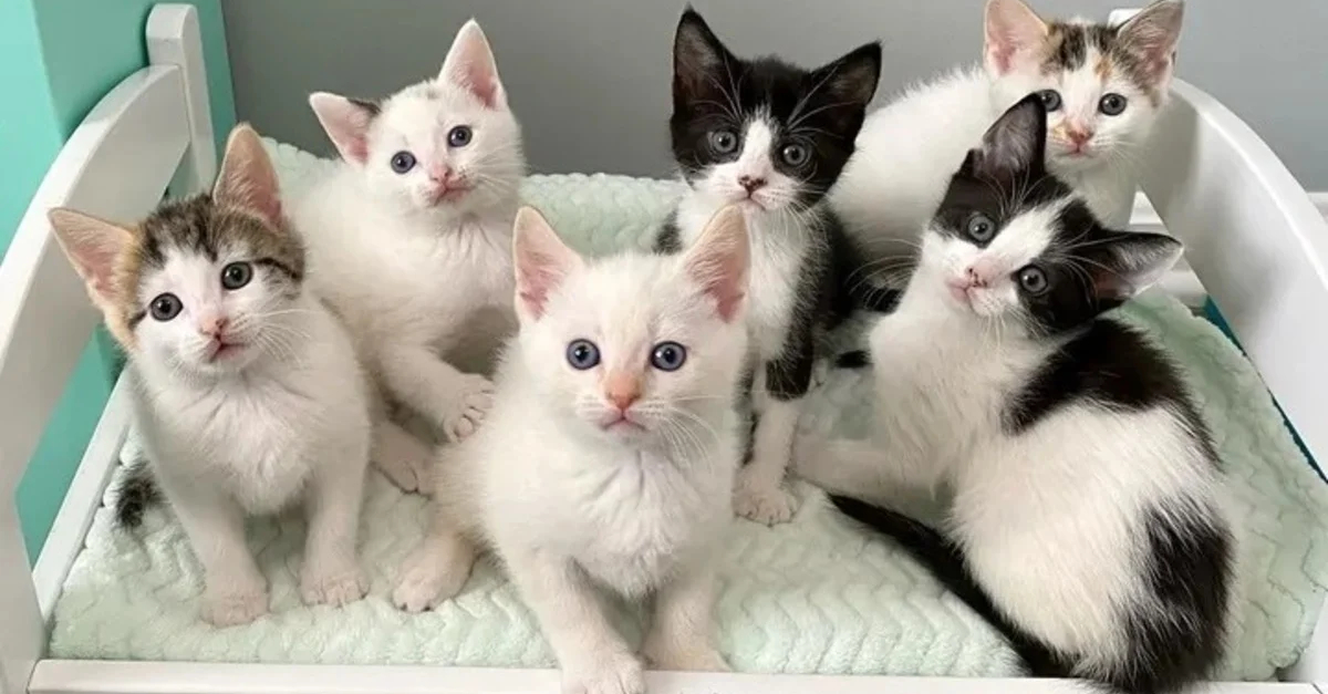 Ne pouvant plus être allaités par leur maman, ces 6 adorables chatons s’unissent pour faire face ...