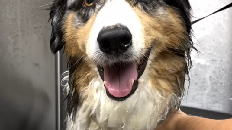 Ce Berger Australien rusé a trouvé une technique ingénieuse pour ne pas ...