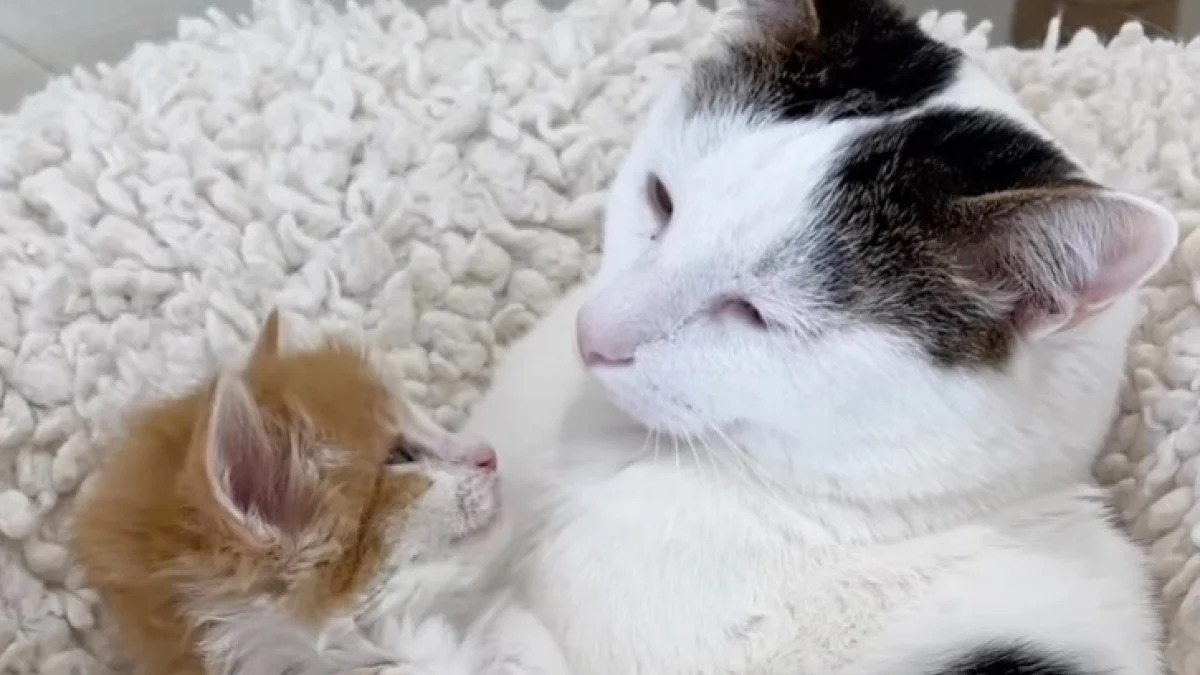 Ce chaton parvient à attendrir un chat grognon en quelques minutes ...