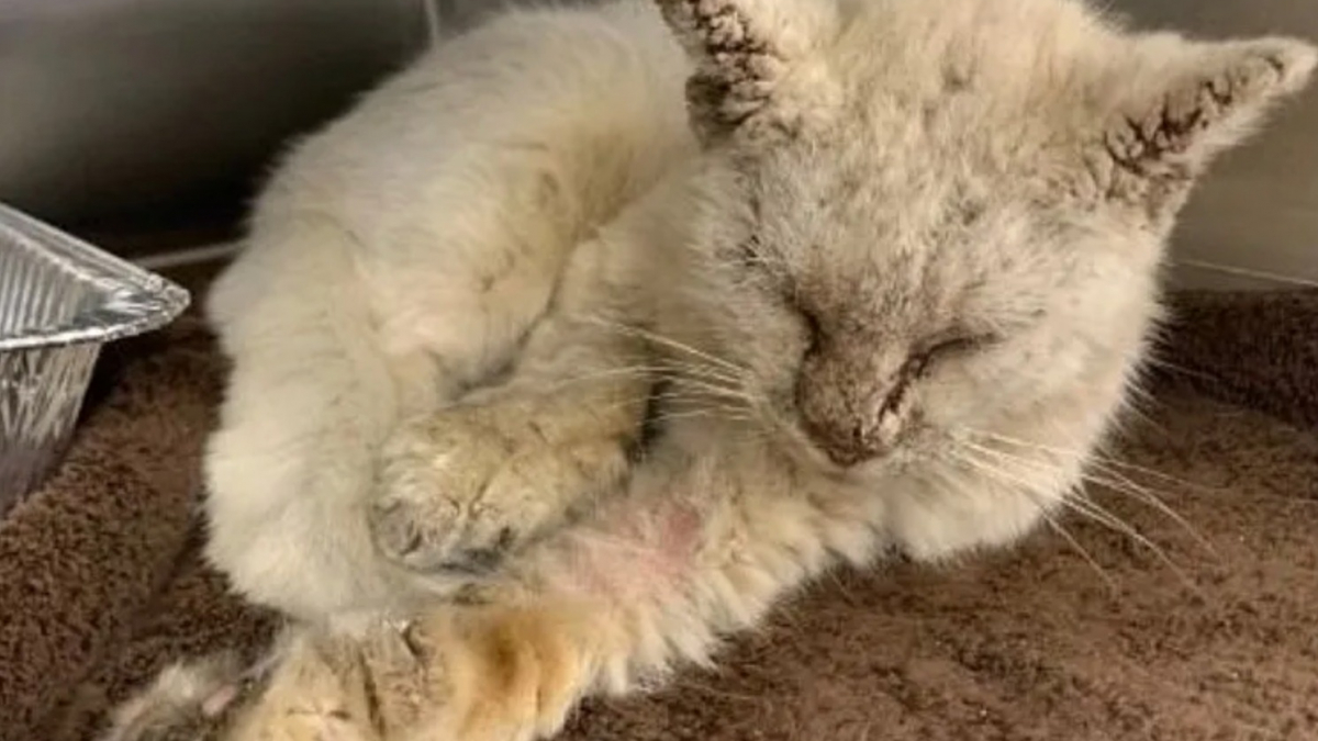 Un chat errant et défiguré par la gale réalise une transformation ...