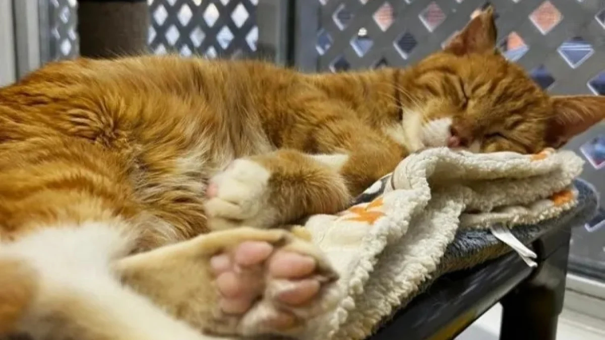Lassé de sa vie d’errance, ce chat roux est enfin prêt à découvrir la ...