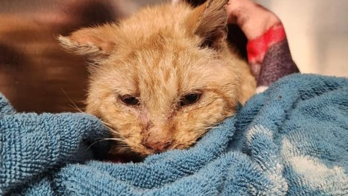Ce chat retrouvé frigorifié se bat courageusement pour rester en vie ...