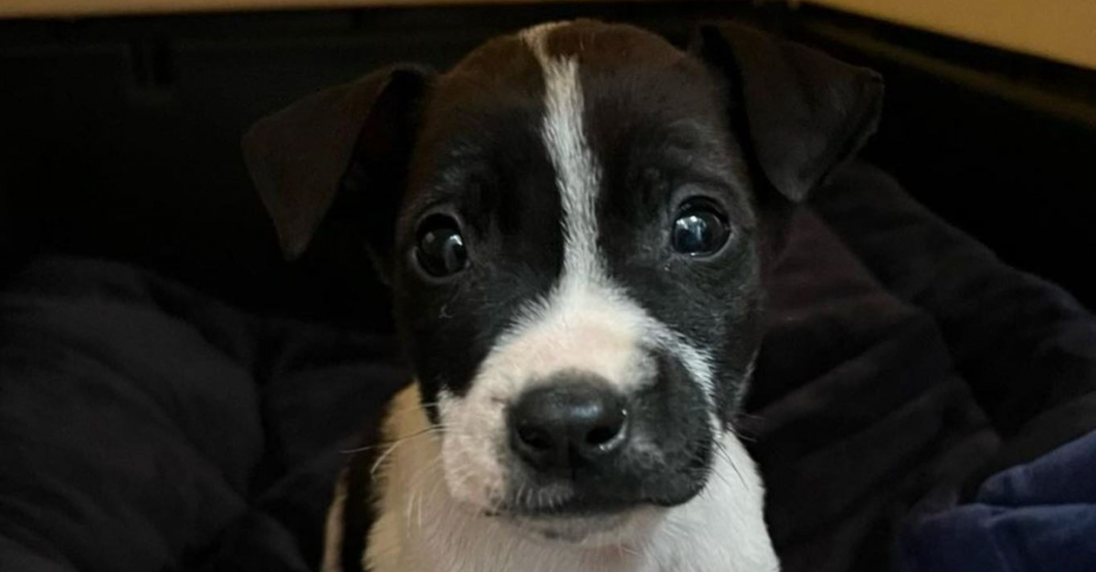 Pensant secourir un pauvre chiot abandonné dans un carton, une femme ...