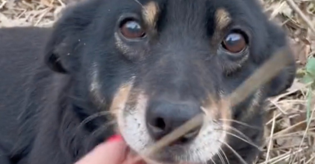 Cette chienne attend son maître qui l'a abandonnée pendant une semaine ...