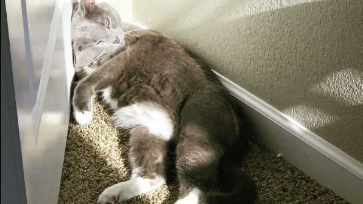 Ce chat avec une boiterie met en place un malin stratagème lorsqu'il ...