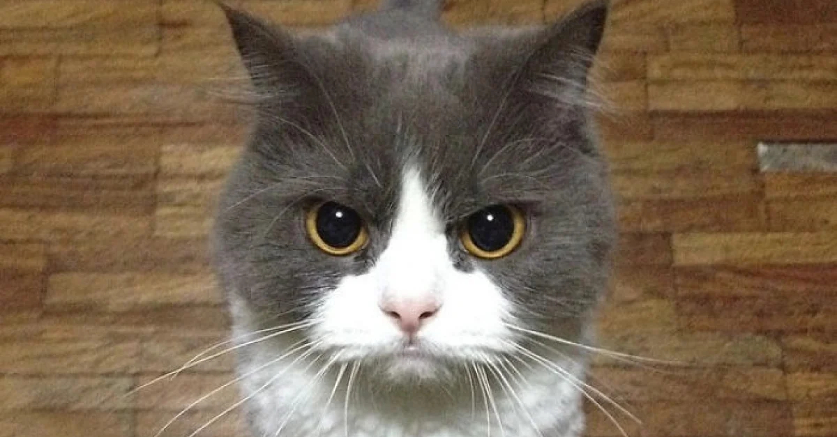 20 photos de chats qui restent adorables même quand ils sont fâchés